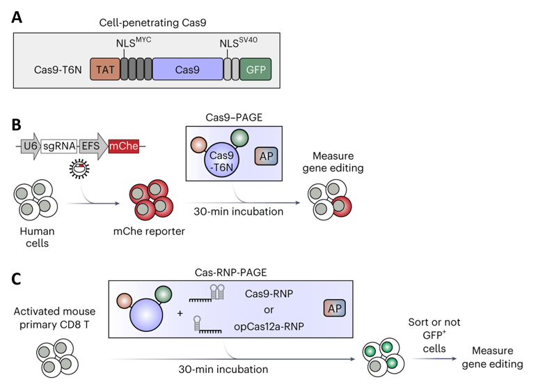 Hot Plasmids February 2024